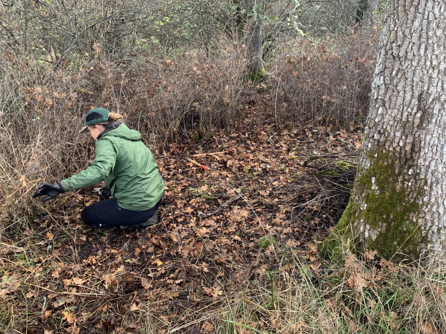 Land Restoration: Healing Damaged Ecosystems – Rolling Lands